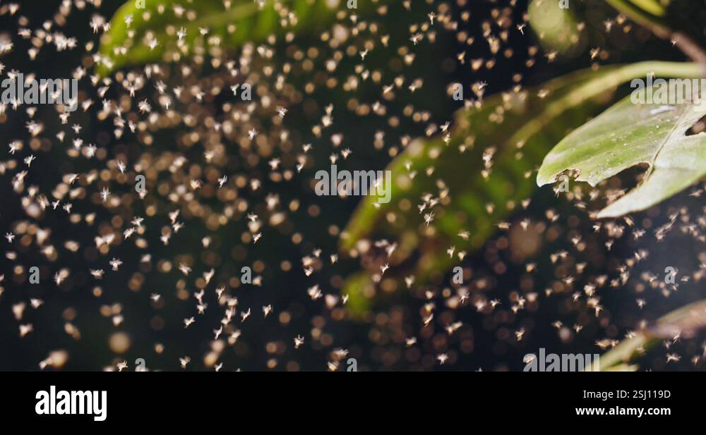 Macro of Mosquito swarm, Amazon Rainforest, Peru, rack focus change ...