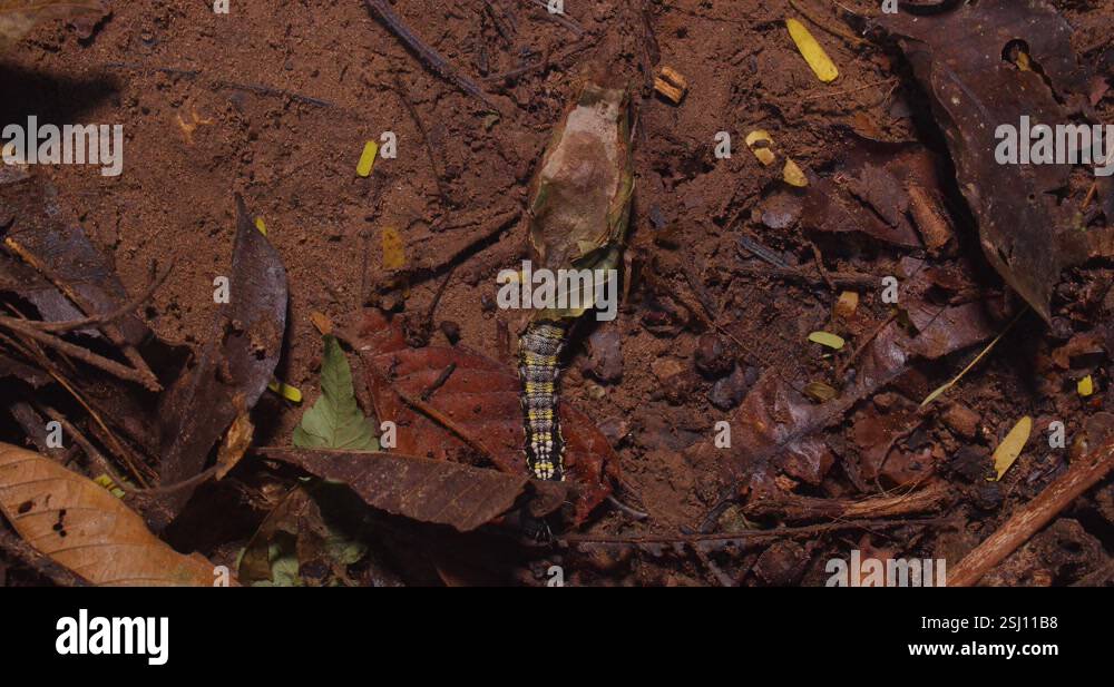 Segmented shell Stock Videos & Footage - HD and 4K Video Clips - Alamy