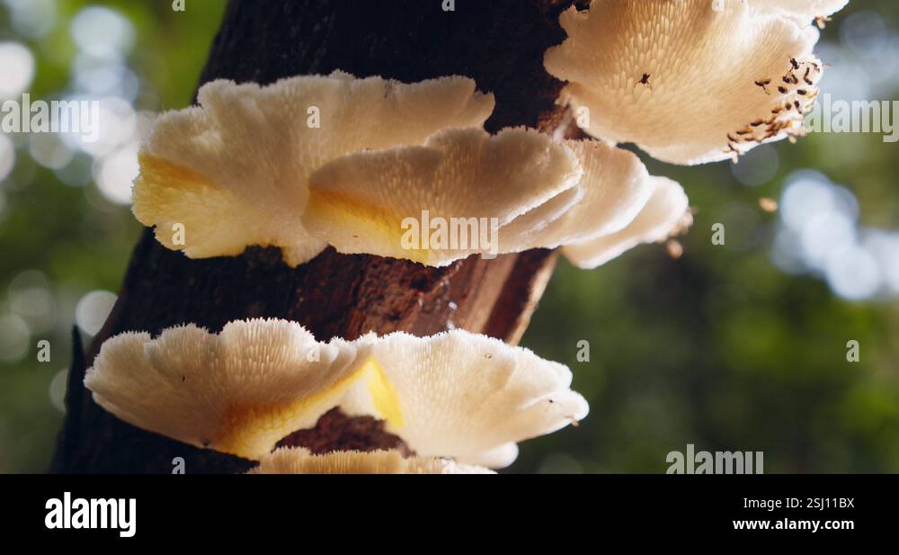 Pan of fungus eating flies on white tree fungus in Amazon rainforest ...