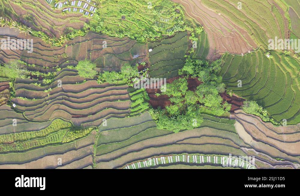 Overhead drone shot pattern of rice field for cultivation, agricultural ...