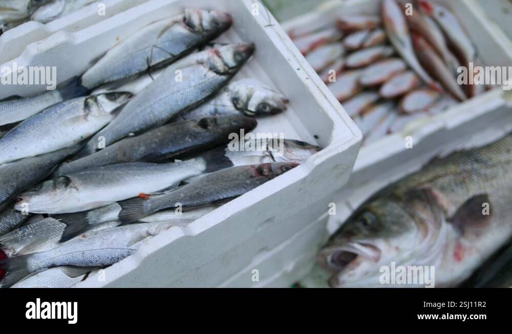 Pan across freshly frozen fish prepared and ready to be sold at fish ...