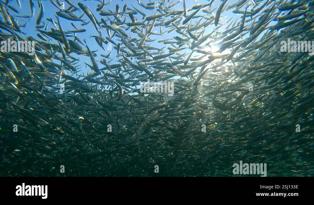 Large shoal of Silverside fish swims under surface of water on sunny ...