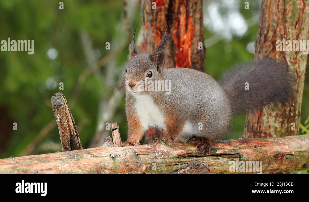 red squirrel animal in tree alert sciurus vulgaris natural world norway ...