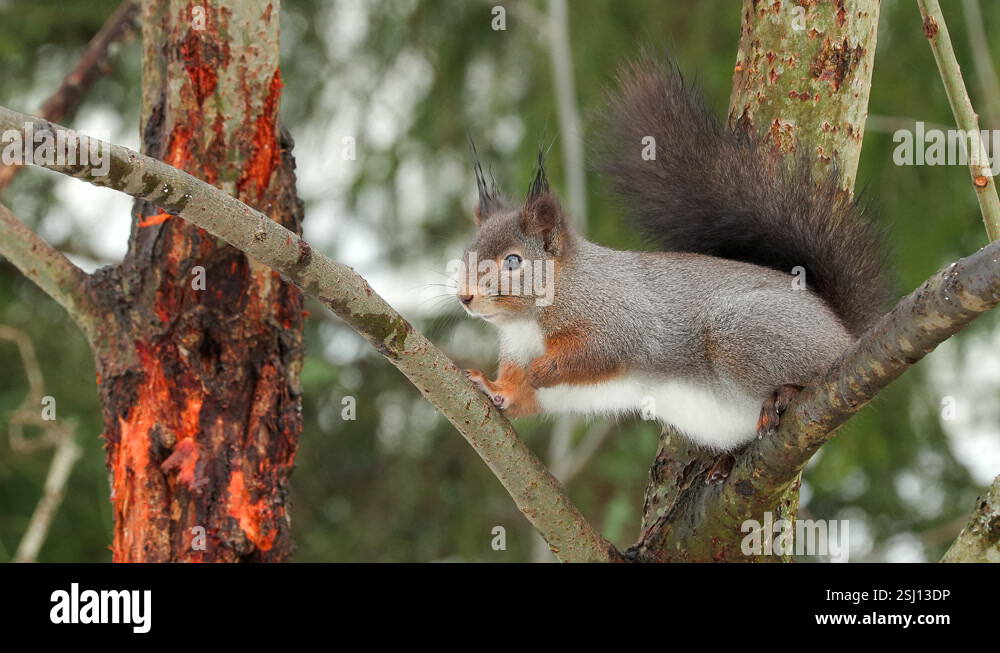 red squirrel animal in tree alert sciurus vulgaris natural world norway ...