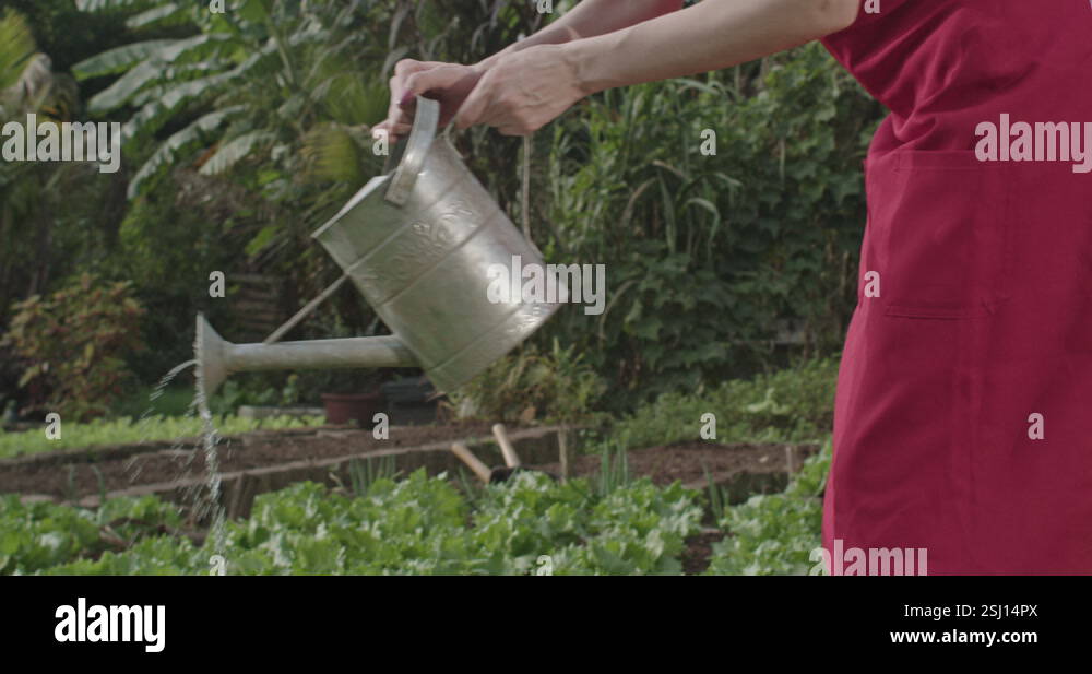 Woman watering land and soil with traditional watering can during sunny ...