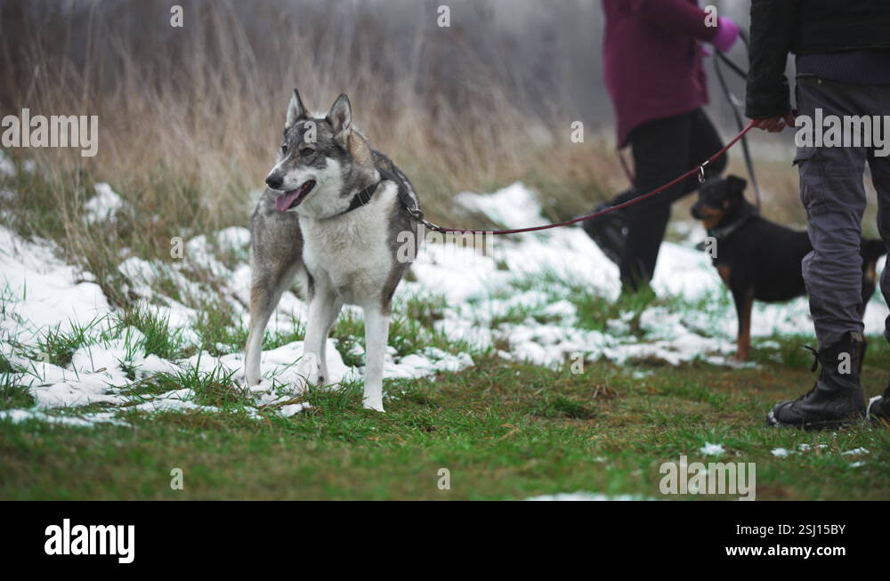 Siberian husky dog out for walk with the dog shelter worker during ...