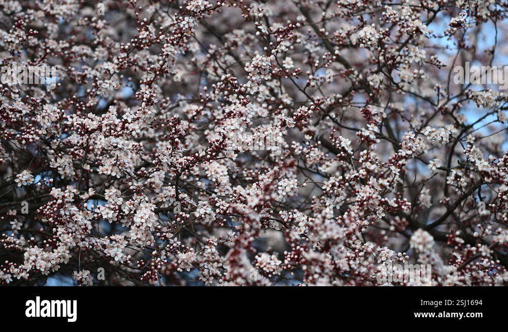 Cherry blossom of in full bloom with spring wind background in europe ...