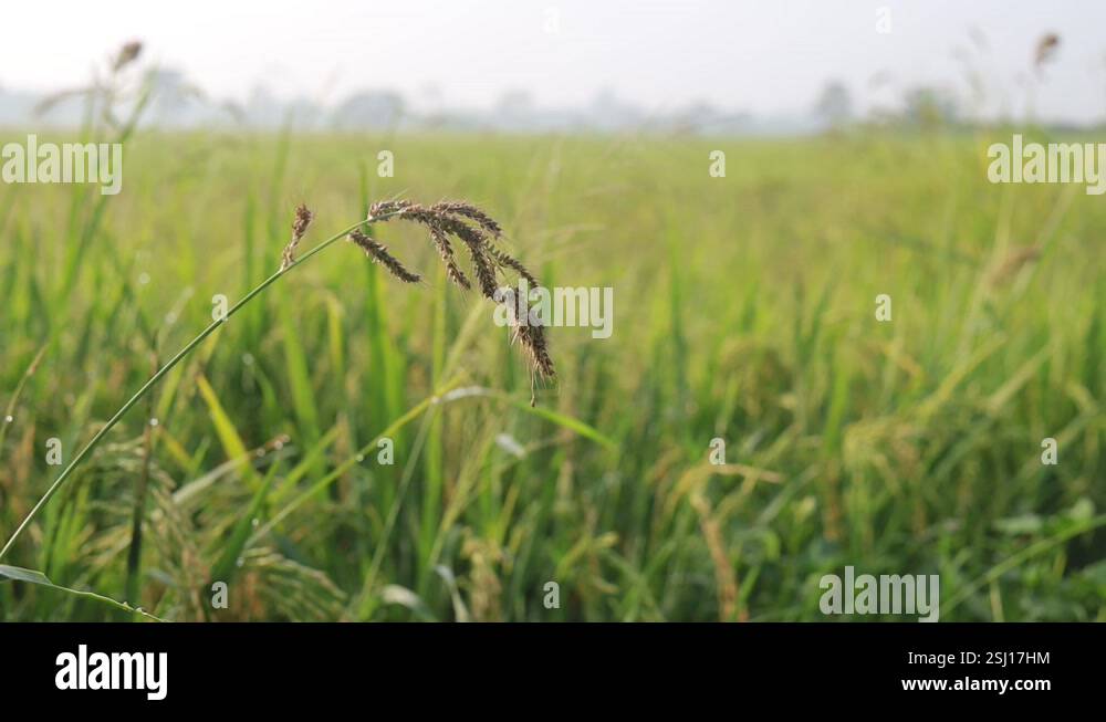 Unwanted flora, Weeds in rice fields. green nature agriculture concept ...
