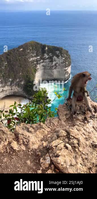 Monkey on a cliff with a view of Kelingking Beach, Nusa Penida, Bali ...