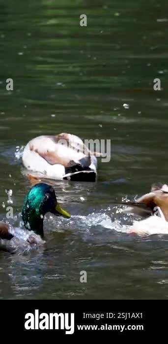 Ducks swimming in the lake in the summer at sunset, a large number of ...