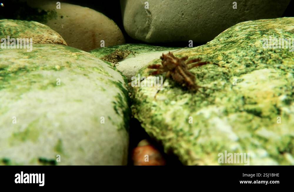 Two Mayfly nymphs (Drunella grandis) confronting each other on rocks in ...