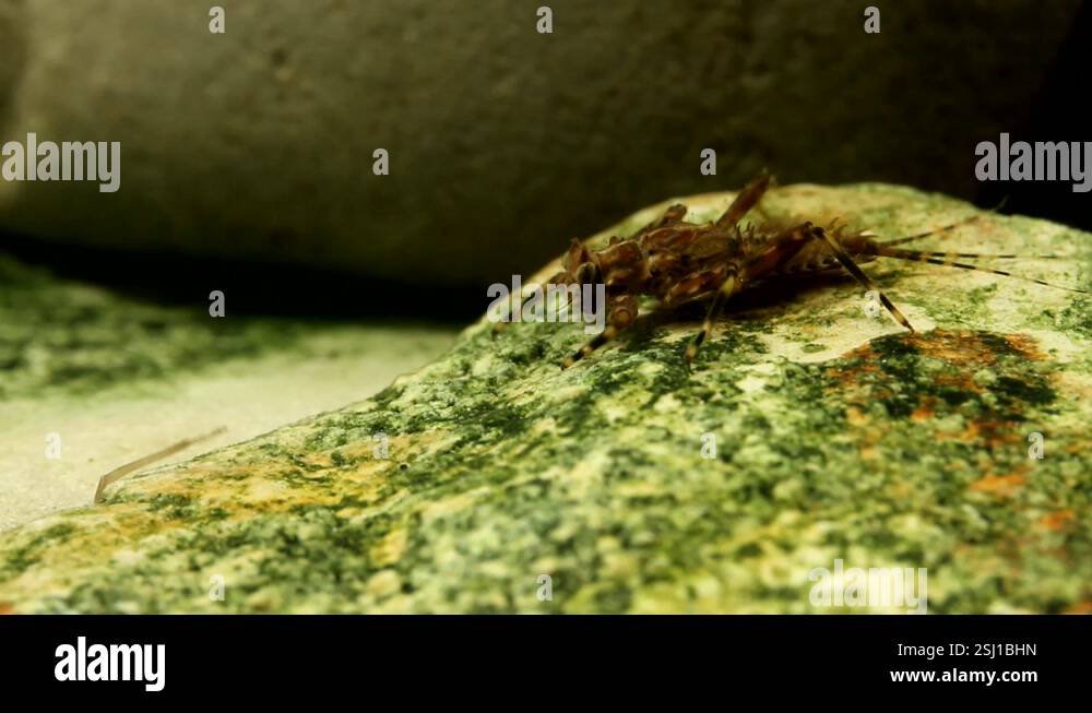 Mayfly nymph (Drunella grandis) sitting on a rock in a trout stream ...