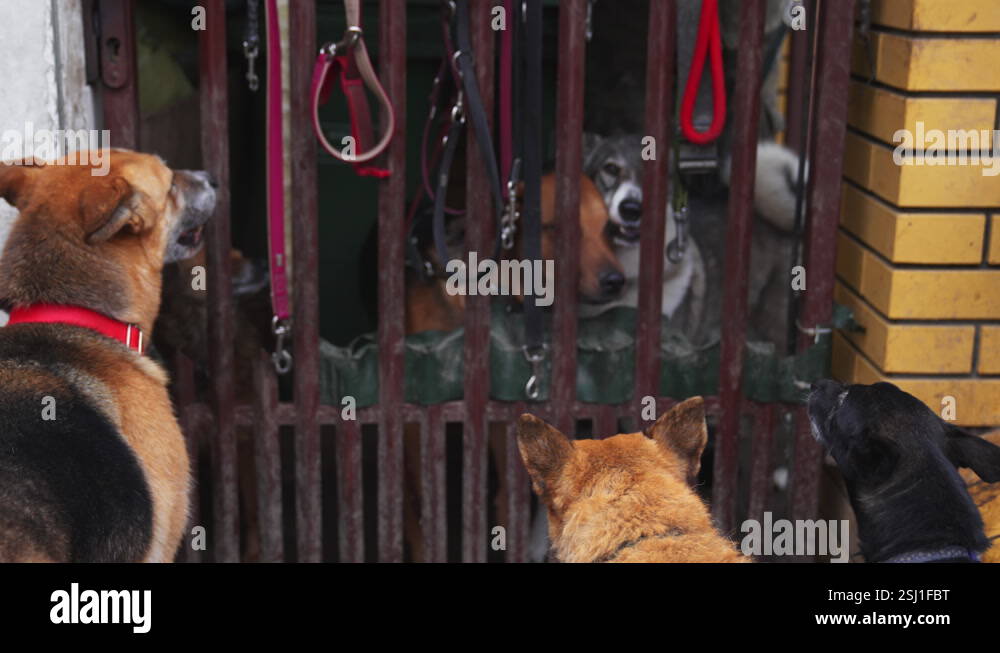 Mix breed dogs looking at the other dogs locked in a private shelter ...