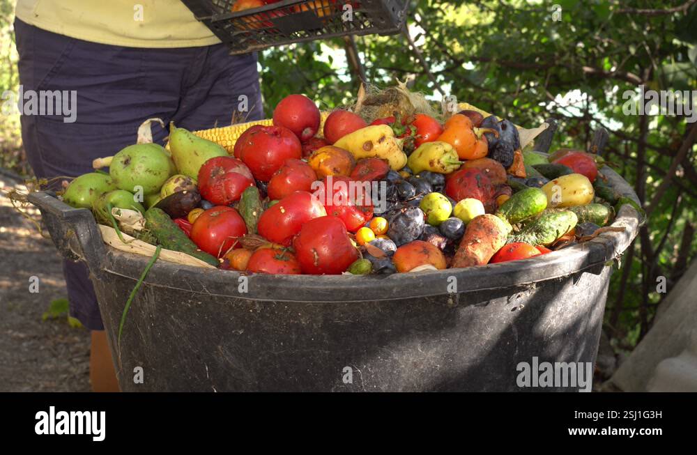 A farmer throws a rotten harvest of fruits and vegetables into a ...