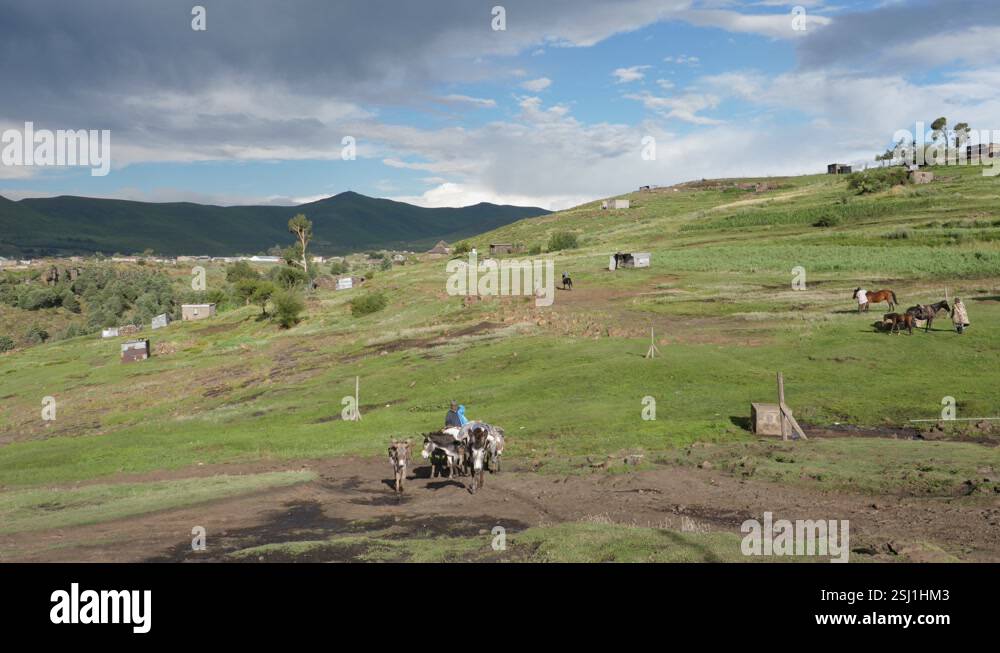 Rural life in Lesotho Africa: Man leads his donkeys home from market ...
