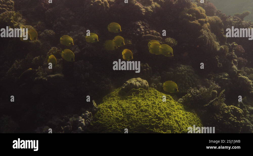 Bluecheek Butterflyfish or Yellow Butterfly Fish in The Coral Reef of ...