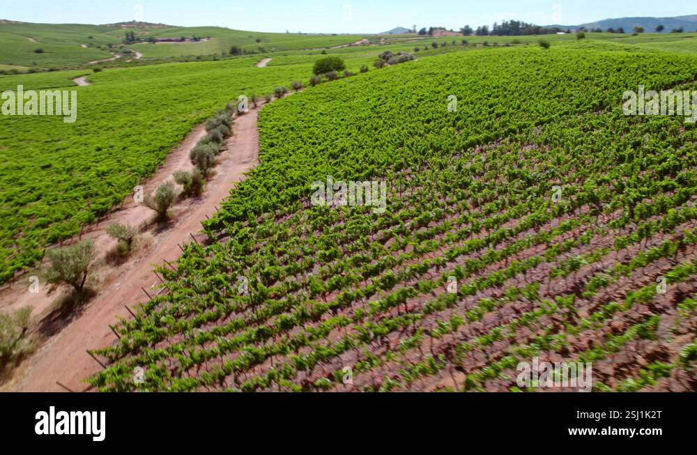 Drone flying around vineyard in the mountain ranges of the Maule Valley ...