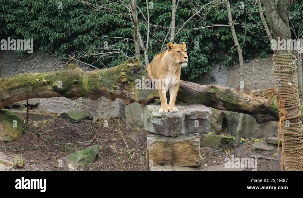 Lioness standing on rock Stock Videos & Footage - HD and 4K Video Clips ...