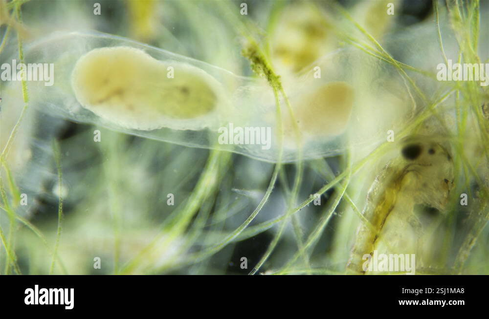 Worm Chaetogaster sp. under the microscope, Class Oligochaeta Stock ...