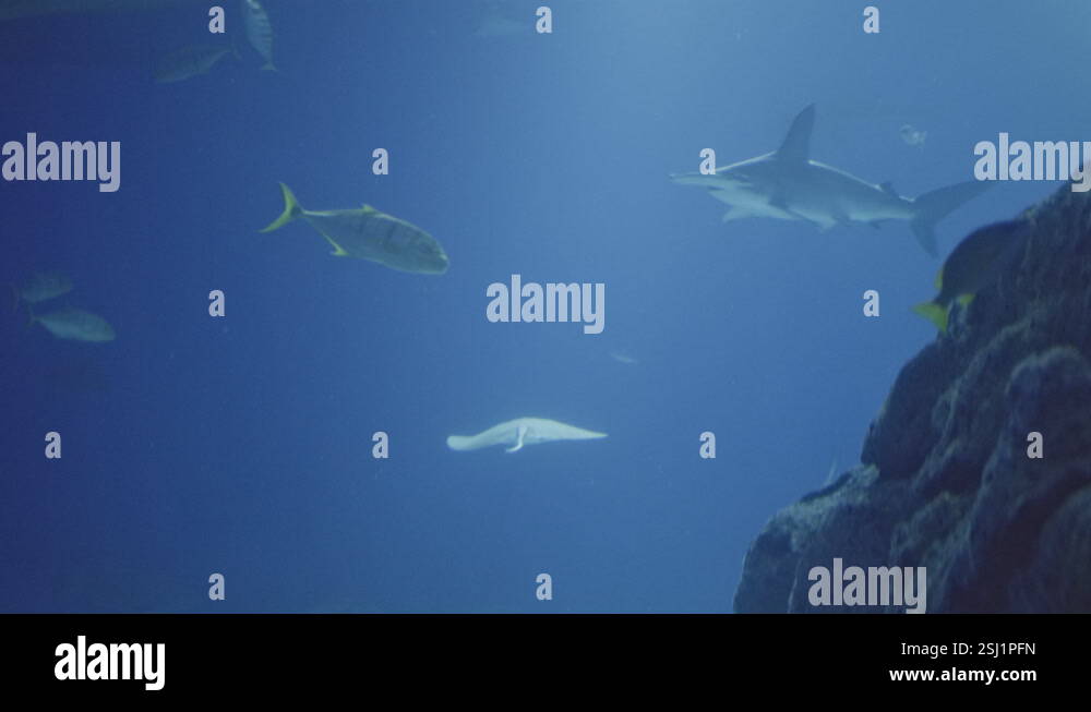 Hammerhead shark swims with sting rays and other fish along ocean reef ...