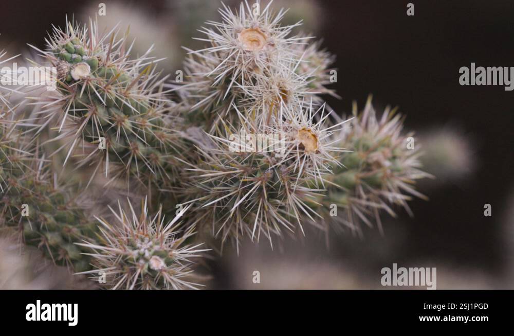 pointy cactus in the desert and blurry background sharp points and ...
