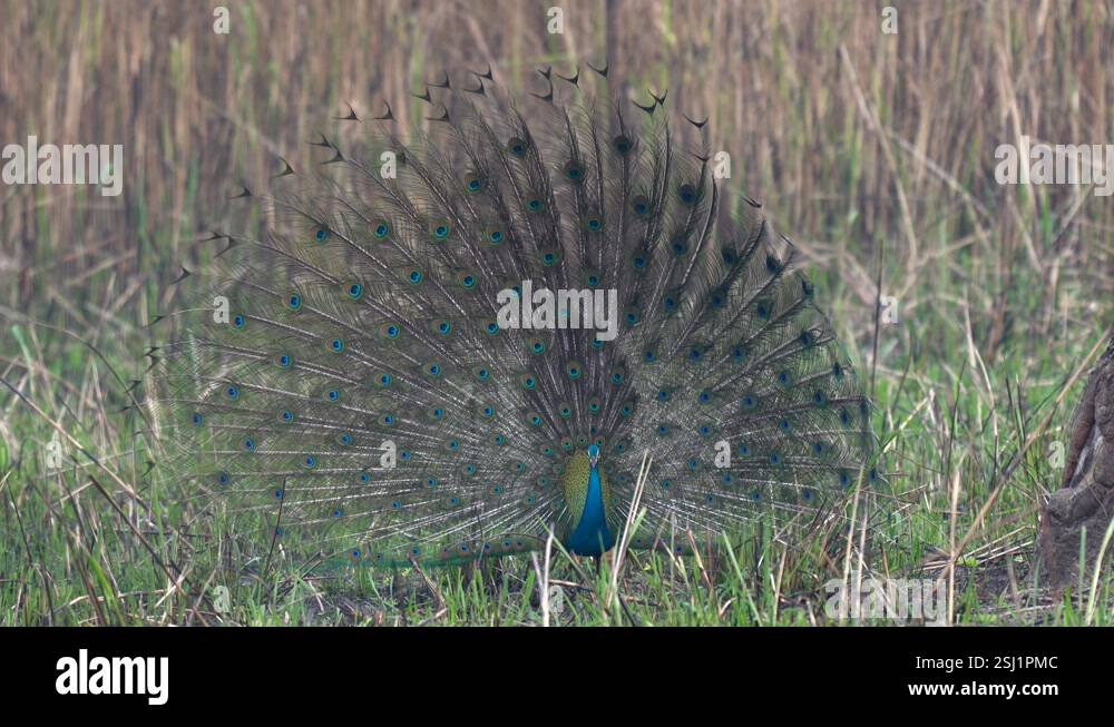 A peacock dancing in the grasslands of the Chitwan National Park with ...