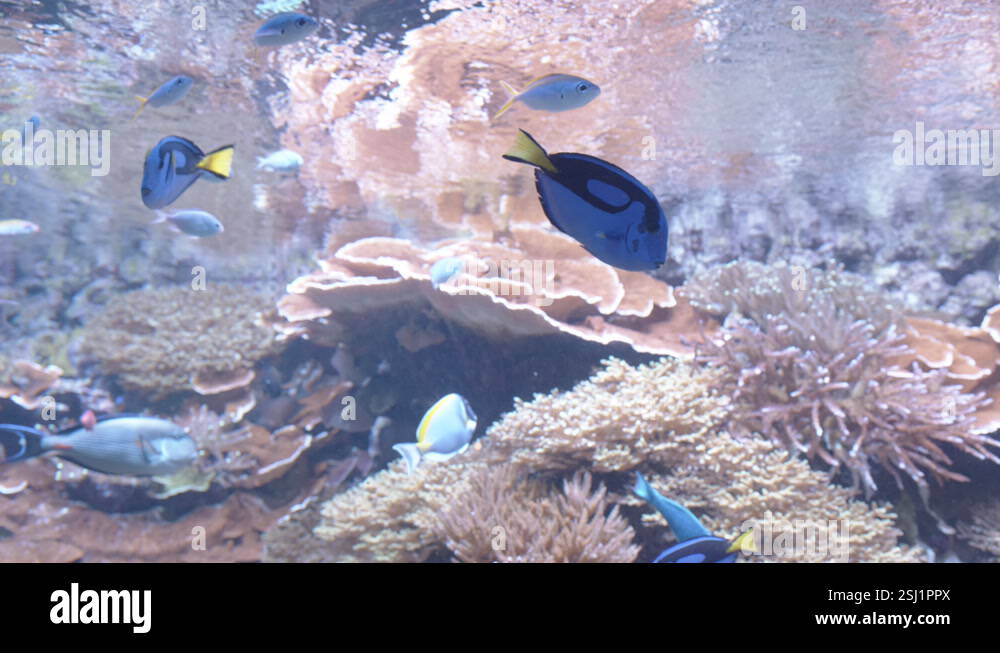 Aquarium coral reef landscape of tropical fish reminiscent of Finding ...