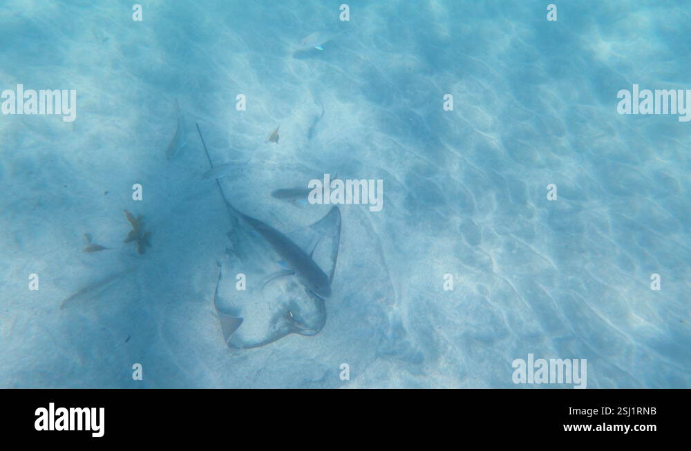 underwater footage of Stingrays group of sea rays, cartilaginous fish ...