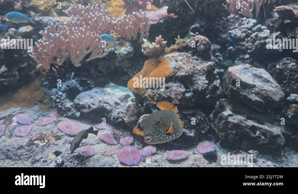 Beautiful yellow Spotted boxfish swimming inside aquarium with other ...