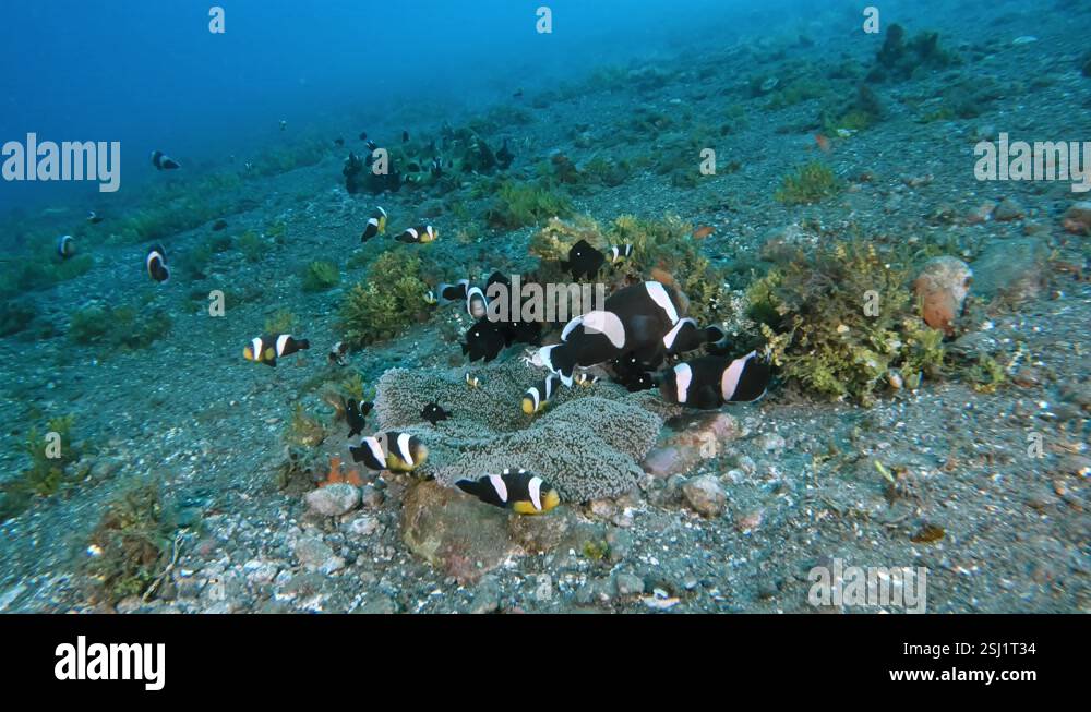 two big clown fish families living in two different anemones with crabs ...