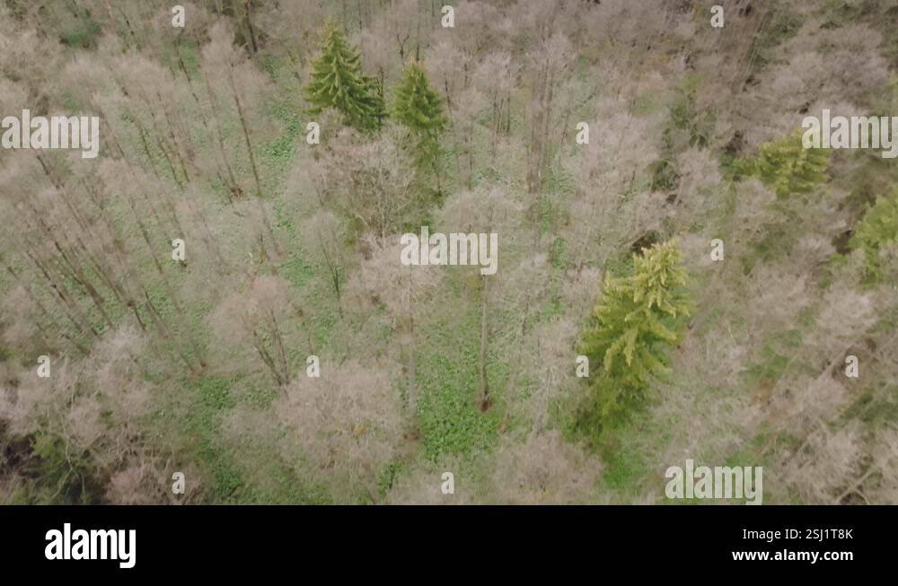 Nature reserve full of pale spring awakening in the spring in the ...