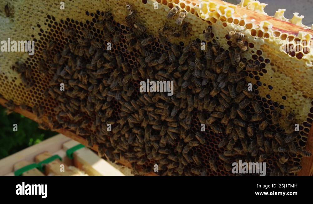 Beekeeper takes honeycomb full of bees out of the beehive. Slow motion ...
