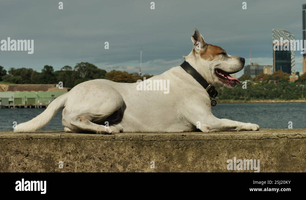 Shar Pei Staffy cross dog sat next to Sydney harbour 4K Stock Video ...