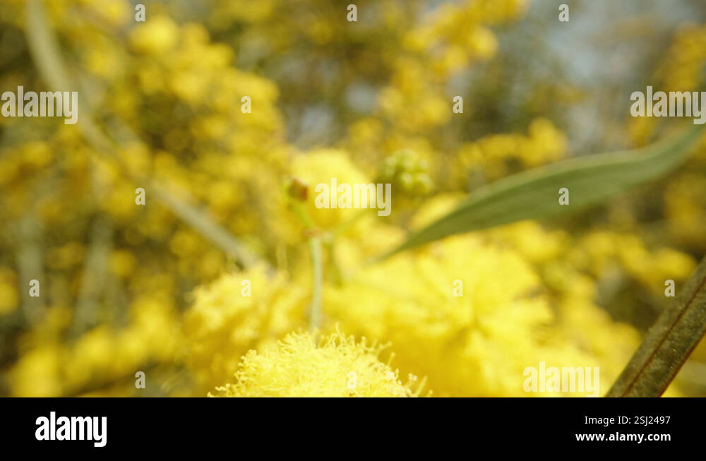 The camera slowly slides back along a branch with Mimosa flowers. Macro ...