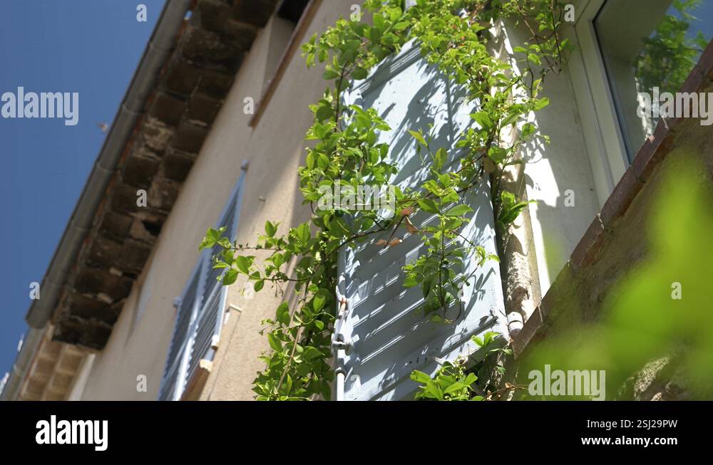 Slow revealing shot of green healthy vines wrapped around a window in ...