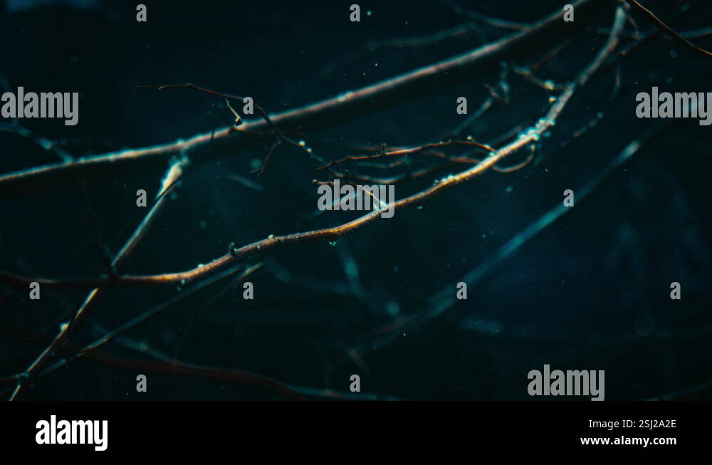 Static shot of branches underwater with particles floating with caustic ...