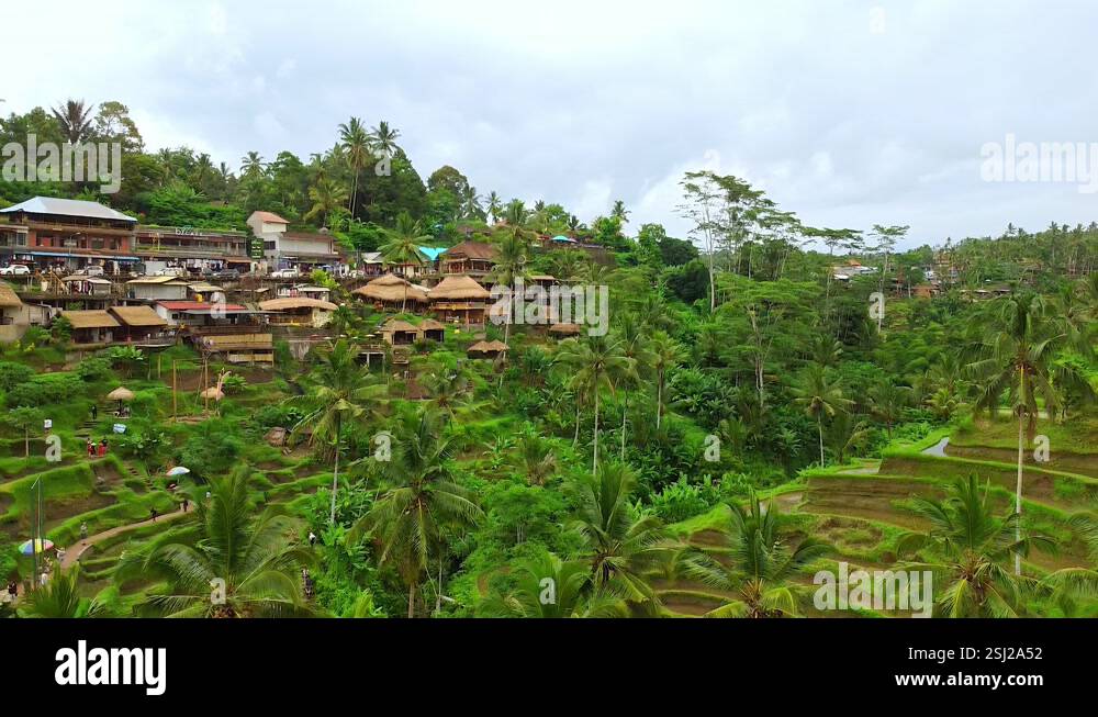 Beautiful aerial of terraced watered rice fields in Valley of Ubud ...