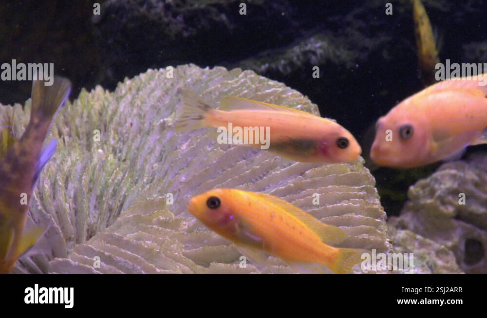 Fish swimming in aquarium Stock Video Footage - Alamy