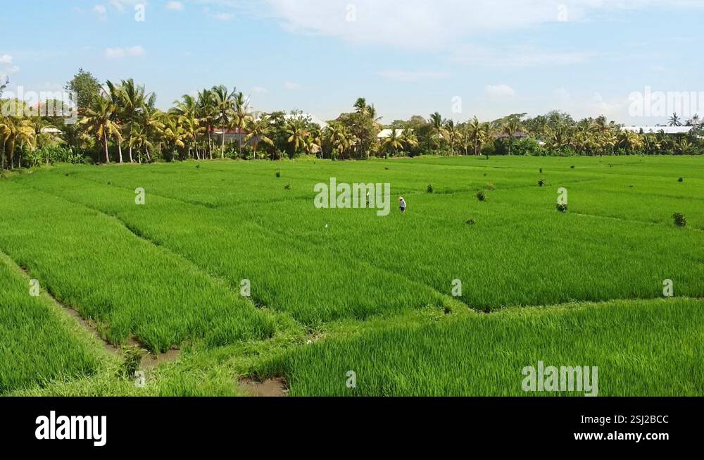 Aerial view of rice paddy fields in Canggu, Badung, Bali. Lush farmland ...