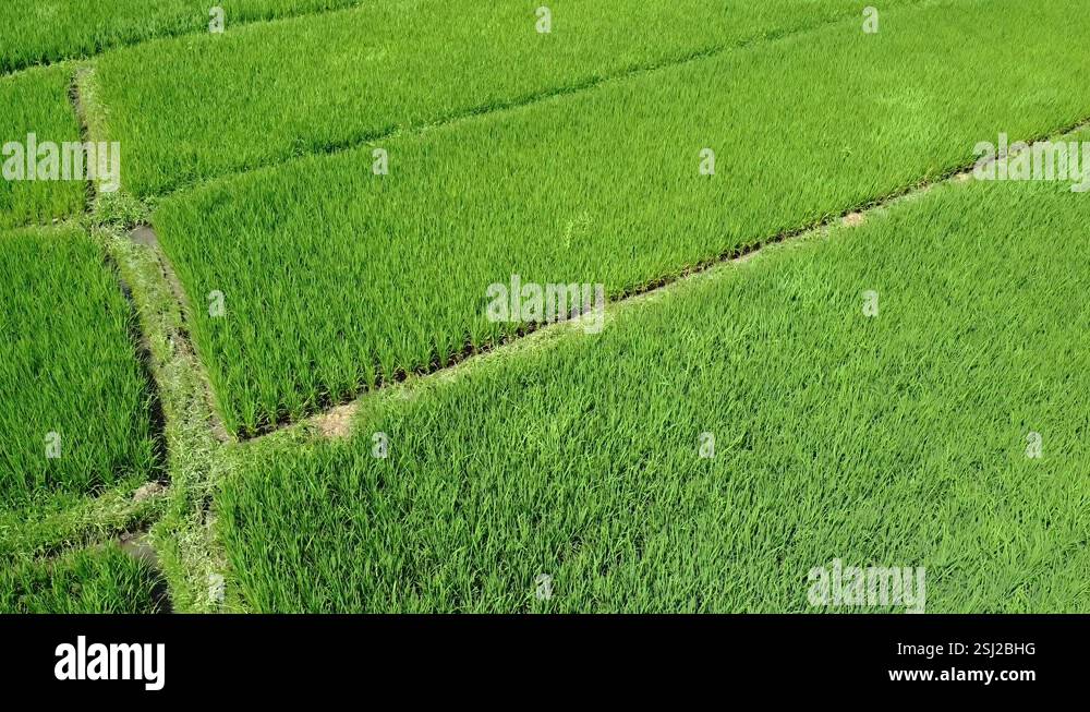 Aerial view of watered rice paddy fields in Canggu, Badung, Bali ...