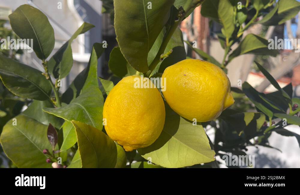 Summer Delight: A Slow Motion Video of Lemons Glistening in the Sun on ...