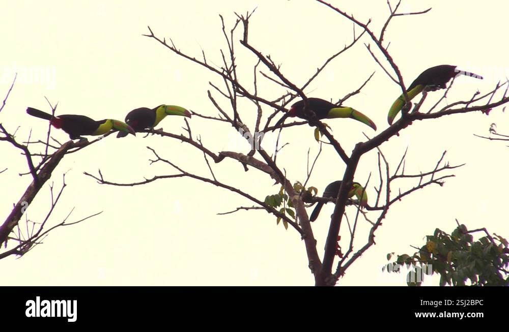 Canoe-billed Toucan Flock of five individuals vocalizing with displays ...