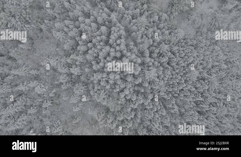 Overhead snow-covered woods Spinning aerial perspective Stock Video ...