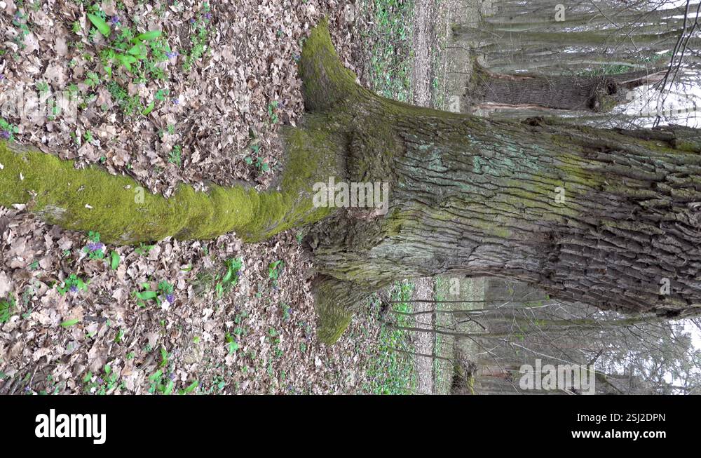 A view of the tree from the root to the crown of the tree Stock Video ...