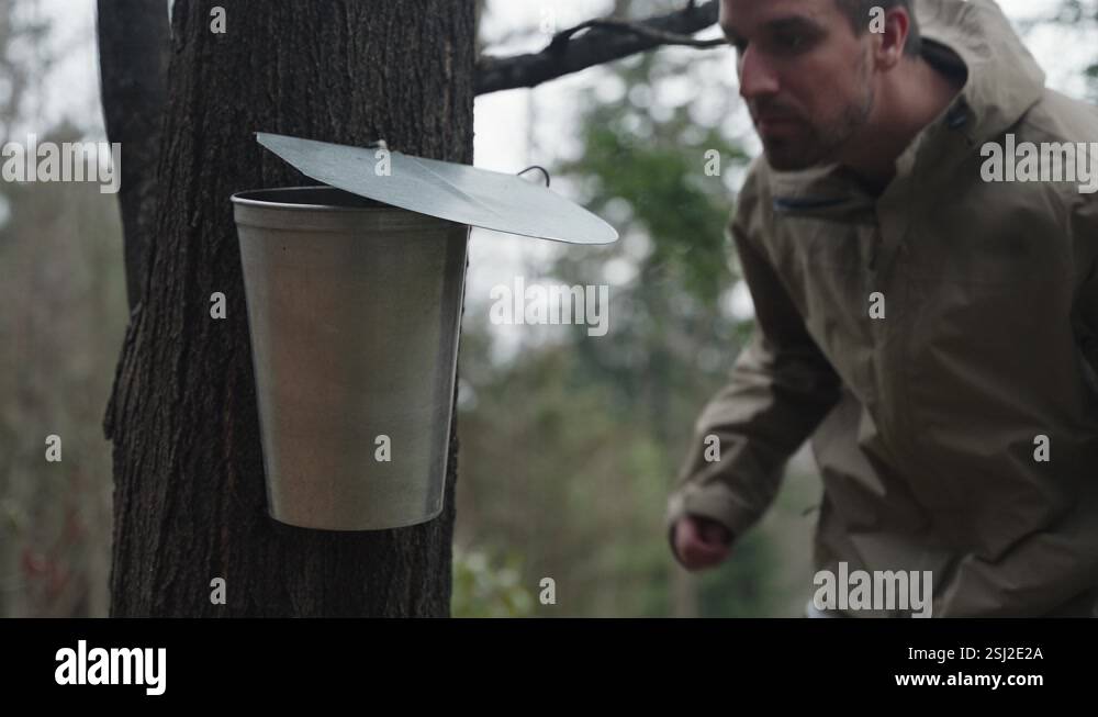 Maple syrup man worker checking tap bucket for sugar water empty (4k 24fps Stock Video Footage ...
