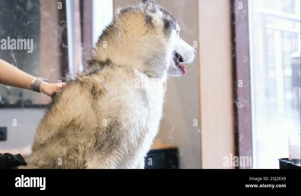 Professional grooming for a husky dog in a grooming salon Stock Video ...