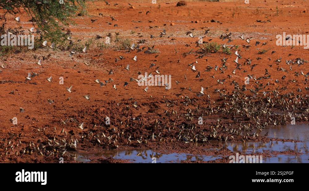 Thousands of birds take flight in slow motion in Kenya Stock Video ...