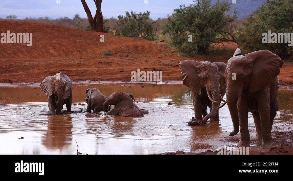 Elephants throw water in the reserve of tsavo Stock Video Footage - Alamy