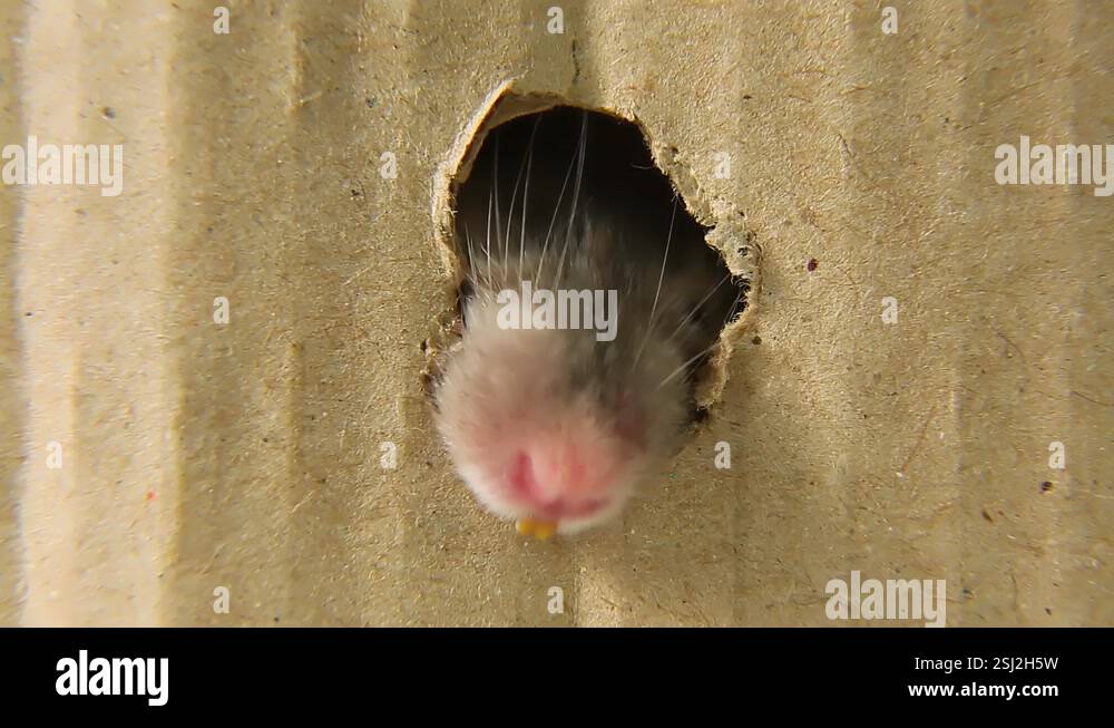 hamster determination and quick thinking as it chews its way through a ...