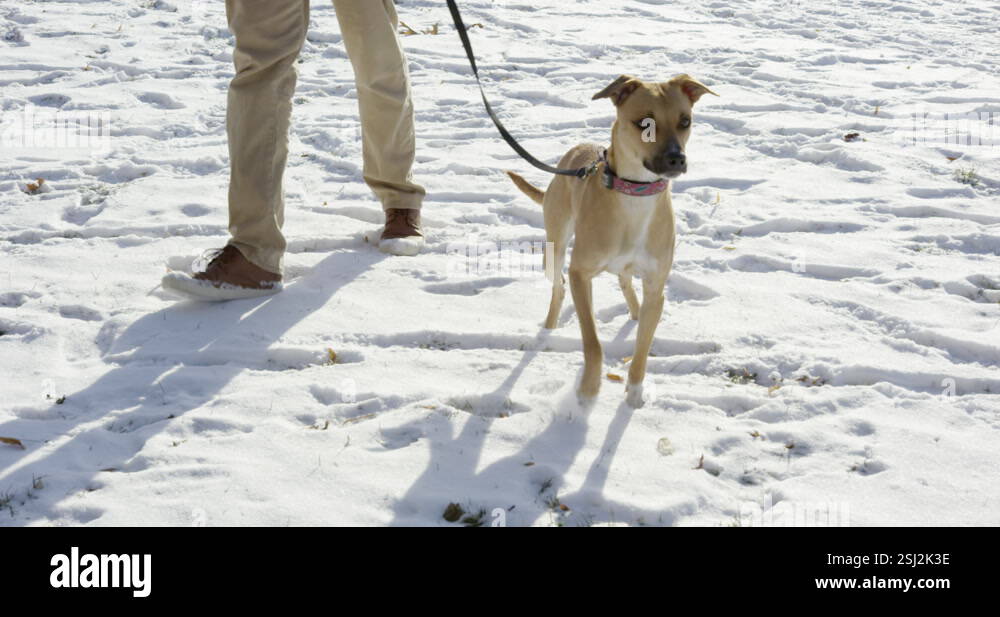 Excited dog stares off into distance while on leash at dog park in ...